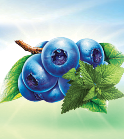 Blueberry Mint – Shisha Land Mx