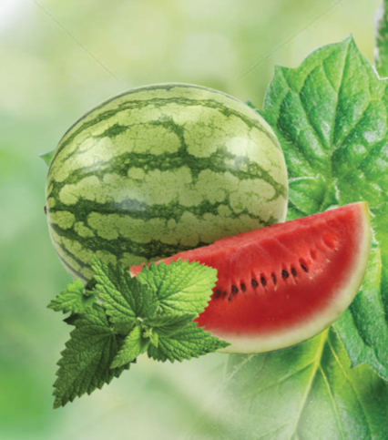 Sandia Menta – Shisha Land Mx