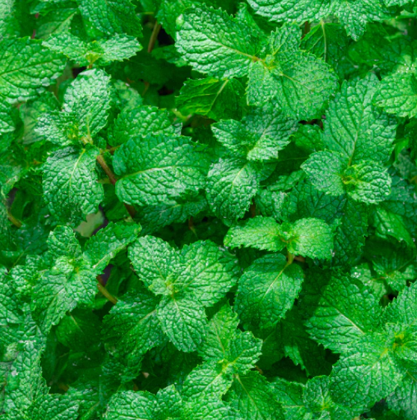 Fresh Mint – Shisha Land Mx